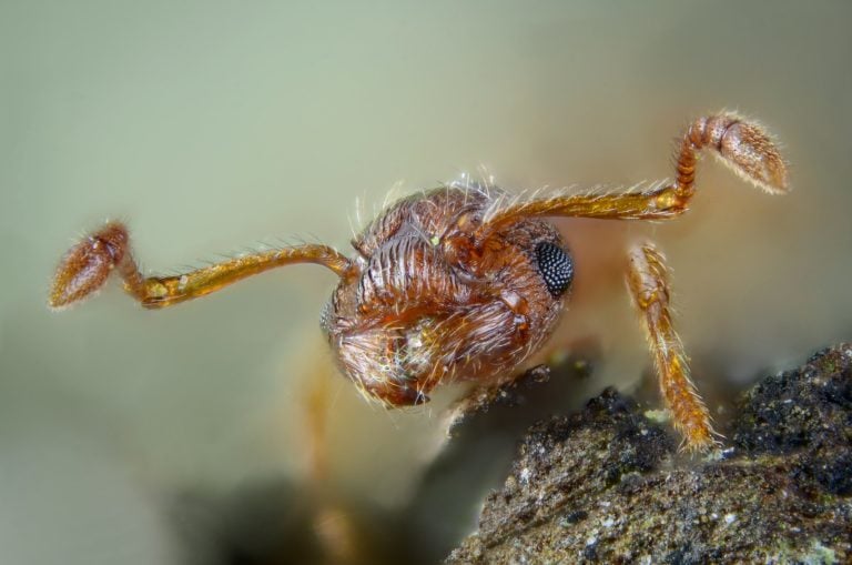 Wat is focus stacking? - De Rooij Fotografie