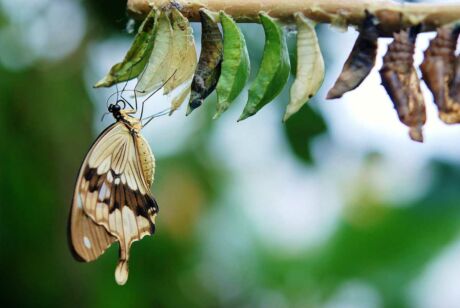 De mooiste vlindertuinen in Nederland - De Rooij Fotografie