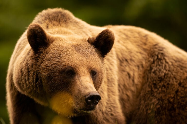 Fotoreis wilde beren fotograferen in Roemenië 2026