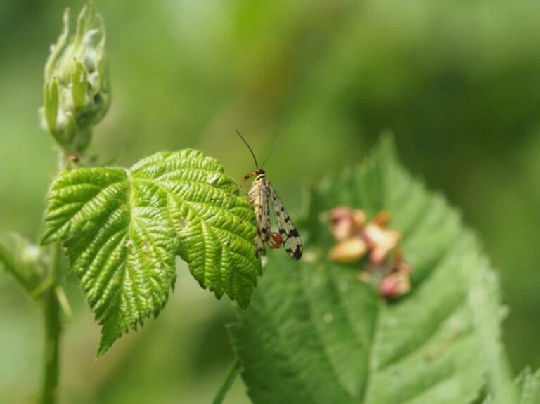 Insecten fotografen op braamstruiken - De Rooij Fotografie