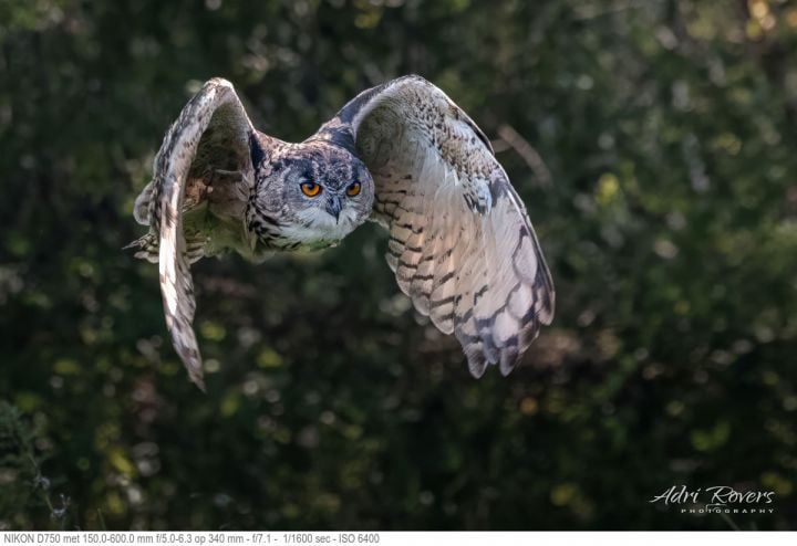 De vliegende oehoe uil door Adri Rovers - (foto interview #21) - De Rooij Fotografie